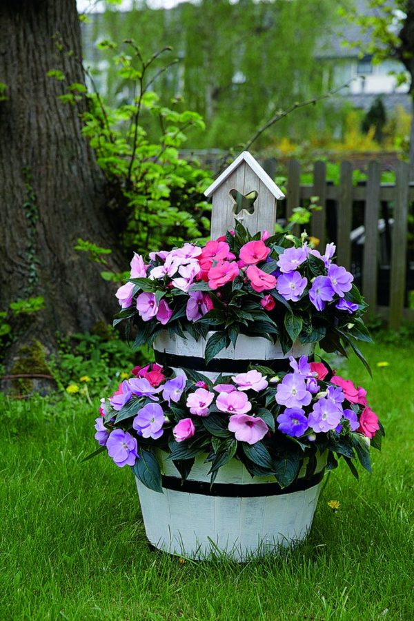 Tradicionalno jednogodišnje cvijeće za svaki vrt - Gospodarski list