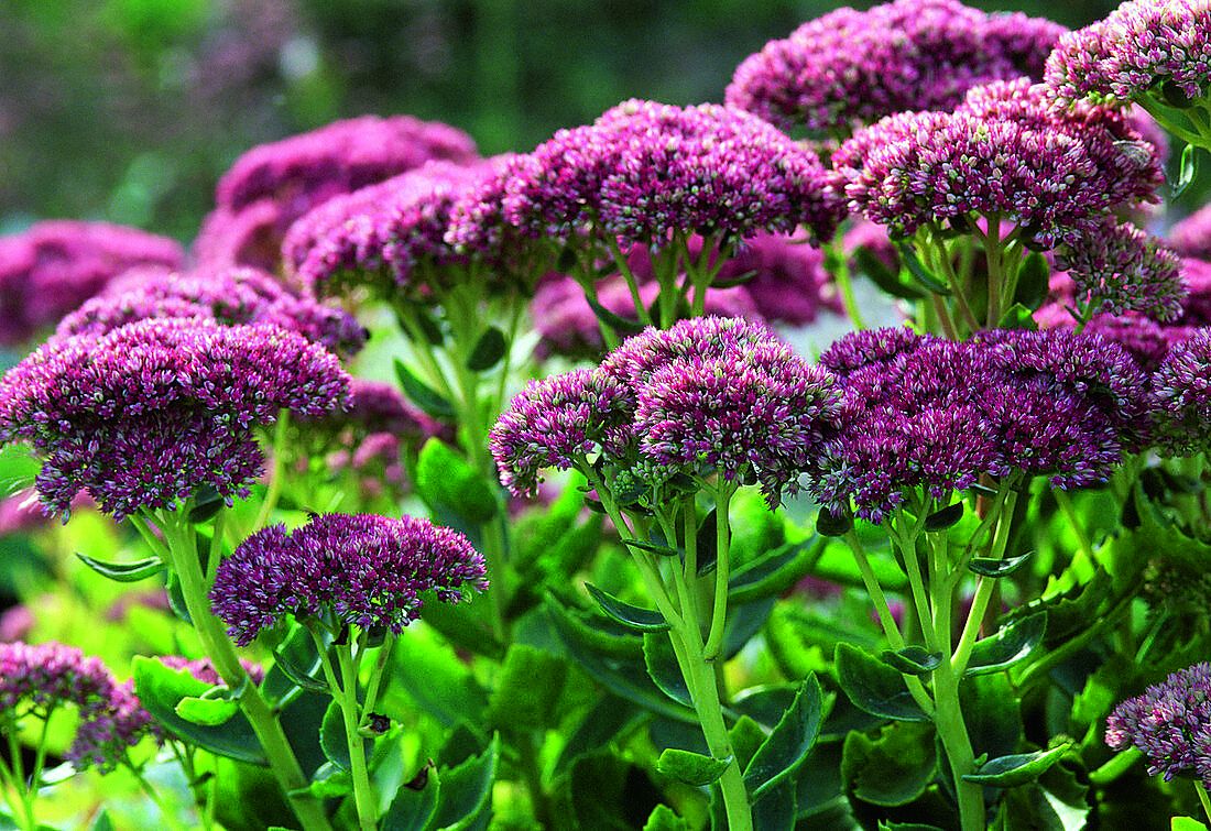 Trajnice jesenske cvatnje - Gospodarski list