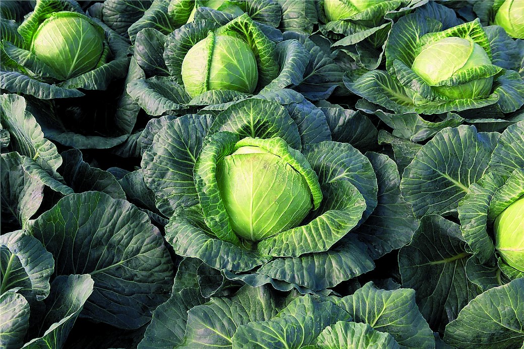Uzgoj jesenskog kupusa - Gospodarski list