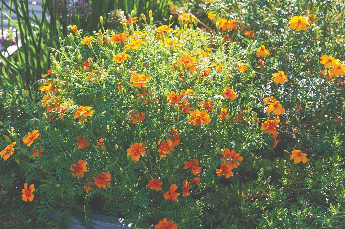 Koje biljke tjeraju ,,napasnikeʺ? - Gospodarski list