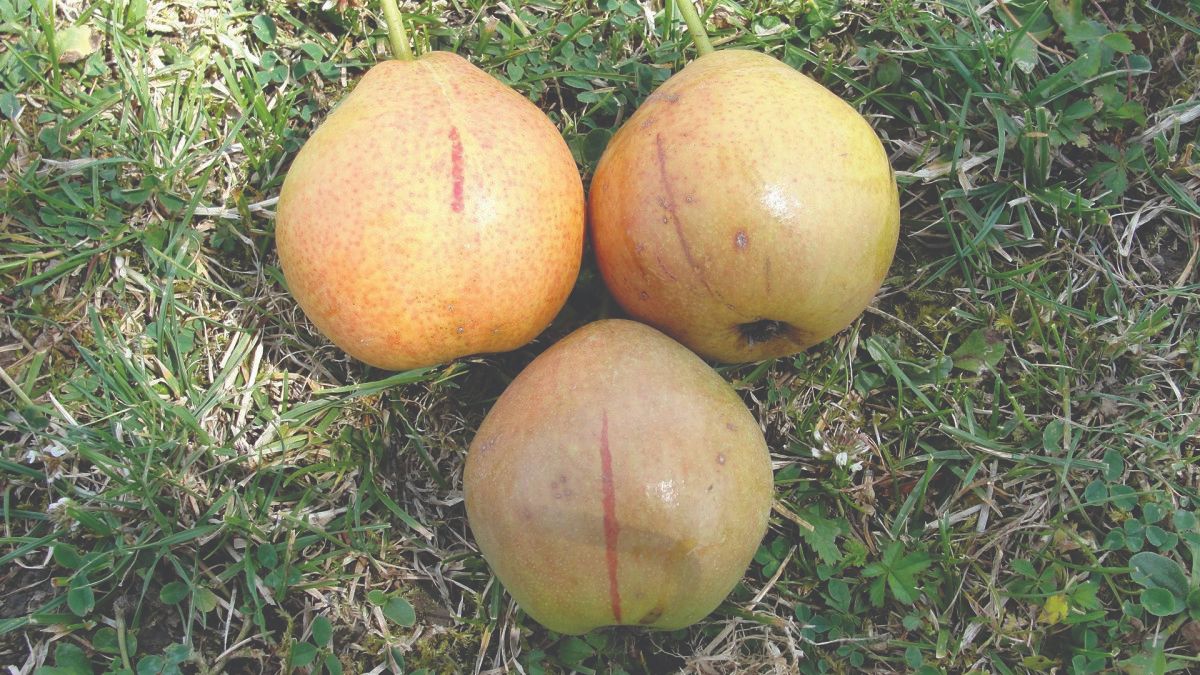 Stara stabla krušaka koje vrijedi sačuvati - Gospodarski list