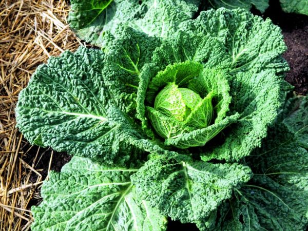 Uzgoj kelja - Gospodarski list