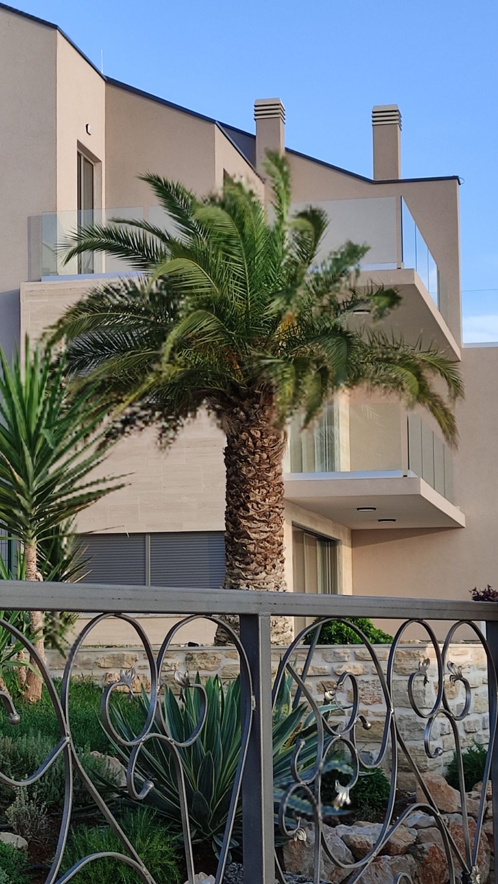 Palme - egzotične ljepotice - Gospodarski list