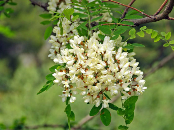 Tinktura od koprive protiv opadanja kose - Gospodarski list