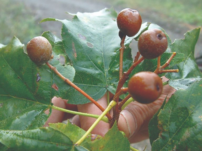 Brekinja - uzgojite svoj prirodni inzulin - Gospodarski list