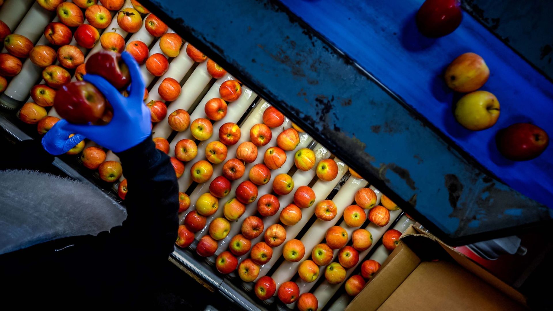 Znate li gdje se nalazi najveći voćnjak jabuka u Hrvatskoj ...