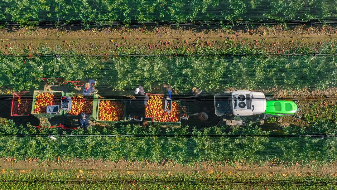 Znate li gdje se nalazi najveći voćnjak jabuka u Hrvatskoj ...