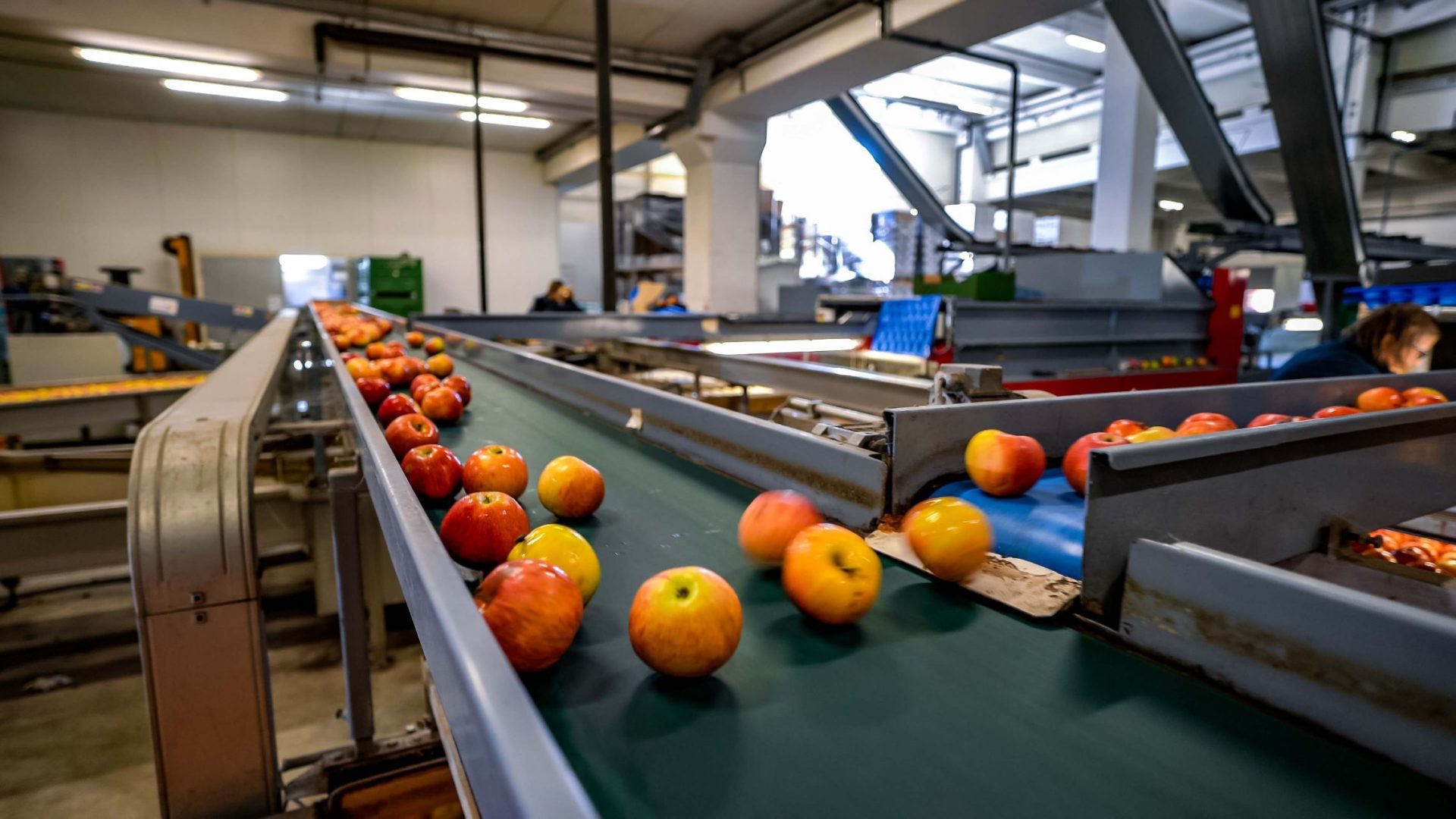 Znate li gdje se nalazi najveći voćnjak jabuka u Hrvatskoj ...