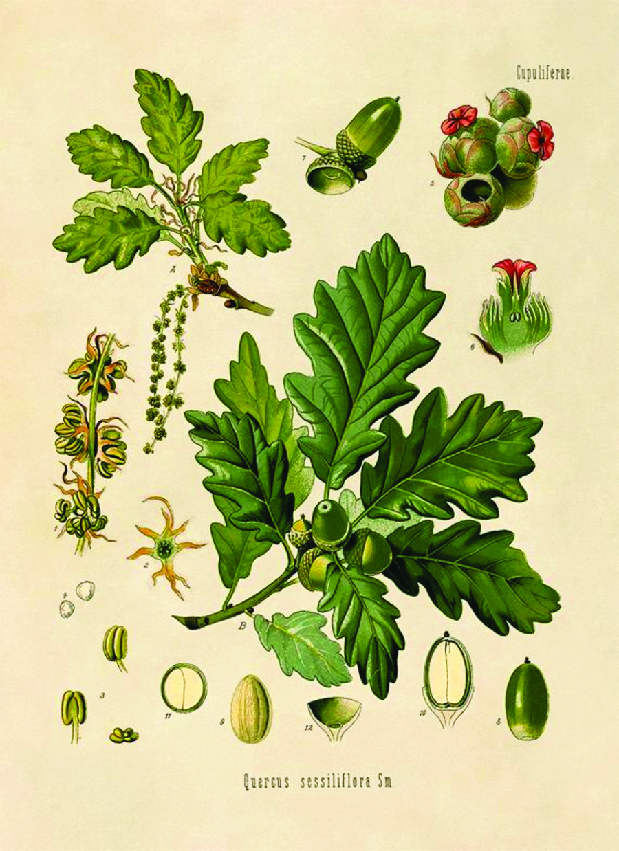 Je li hrast ljekovit? - Gospodarski list