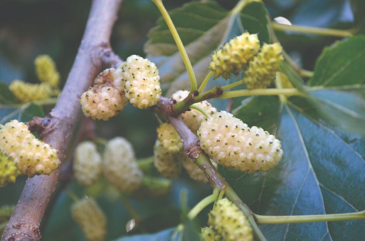 Murva - eliksir zdravlja i kraljica voćnih delicija - Gospodarski list