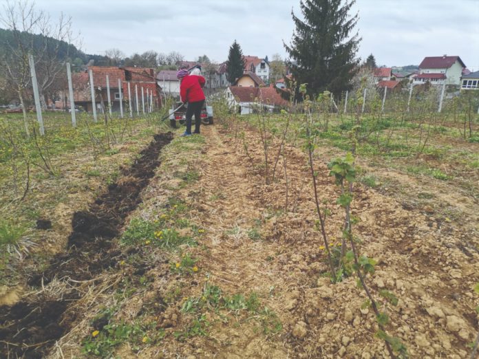 Kako planirati plodored u povrtnjaku? - Gospodarski list