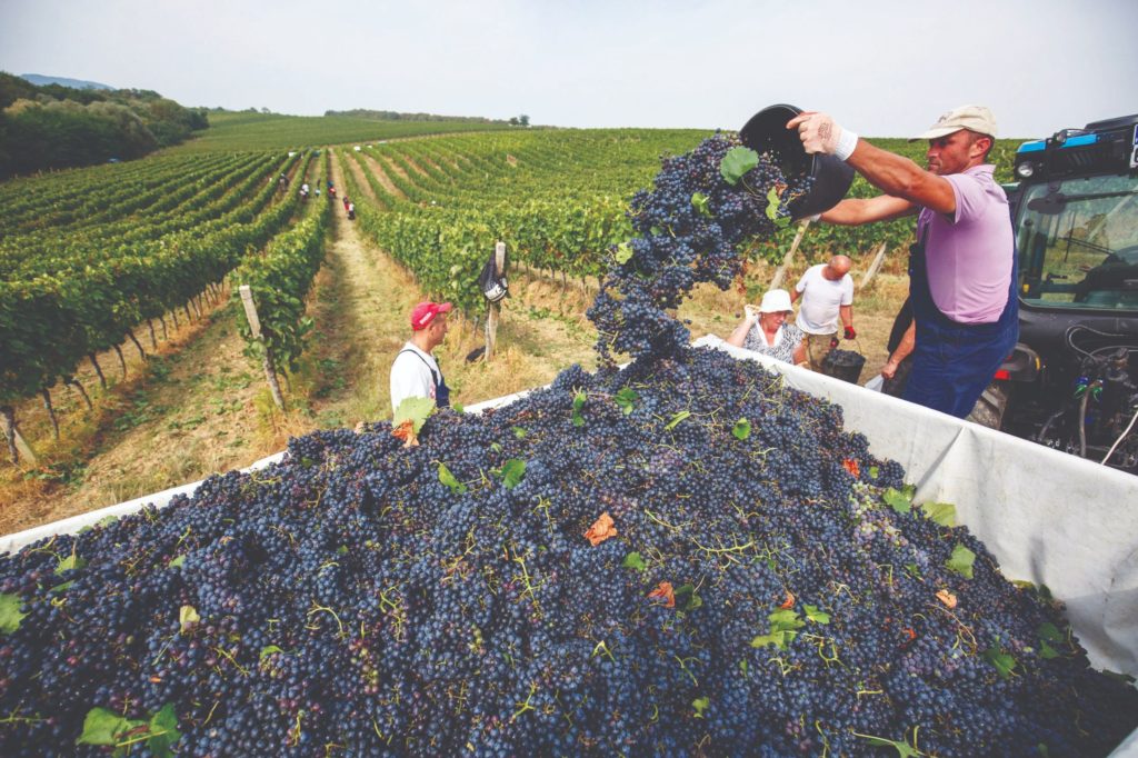 Berba, prerada i fermentacija grožđa - Gospodarski list