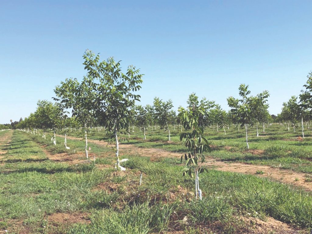 Na koji razmak posaditi sadnice oraha? - Gospodarski list