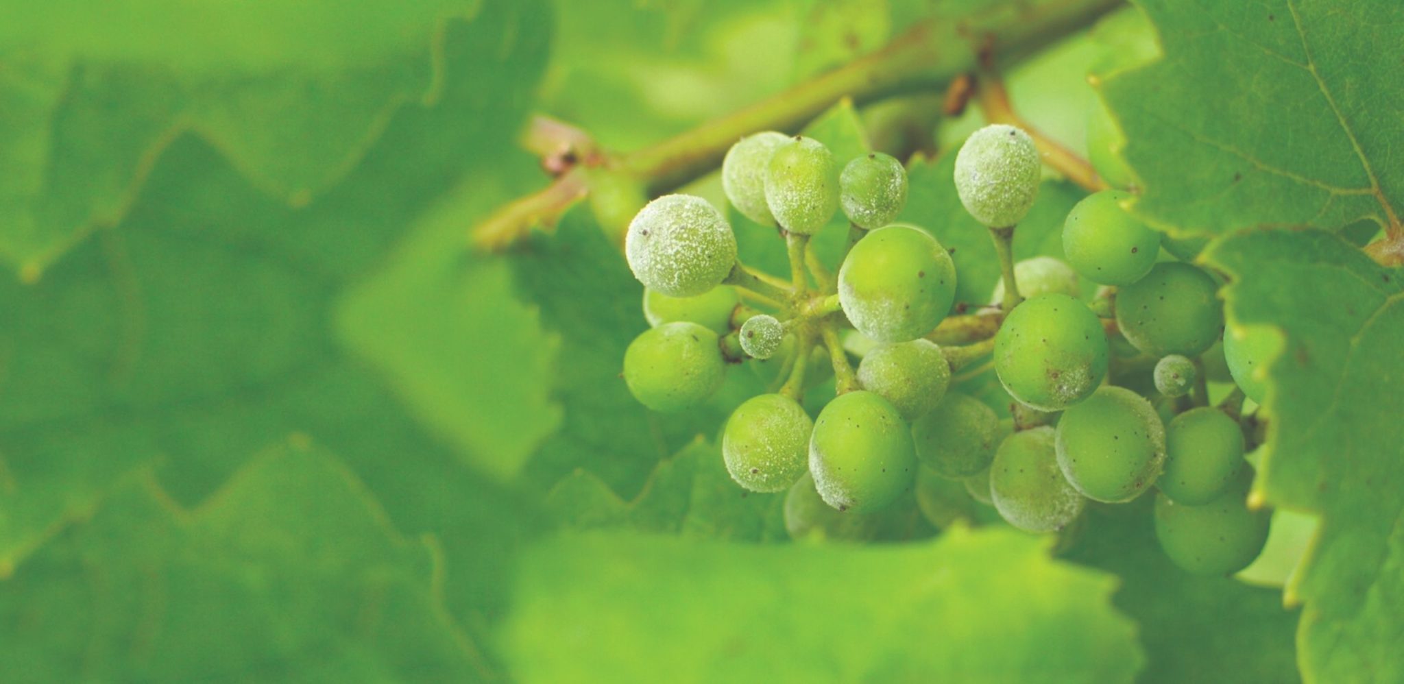 Pepelnica – bolest koja se suzbija od prve do zadnje zaštite loze ...