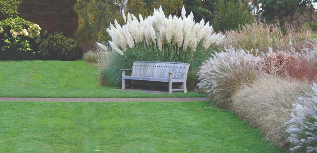 Najljepše ukrasne trave za vaš vrt - Gospodarski list