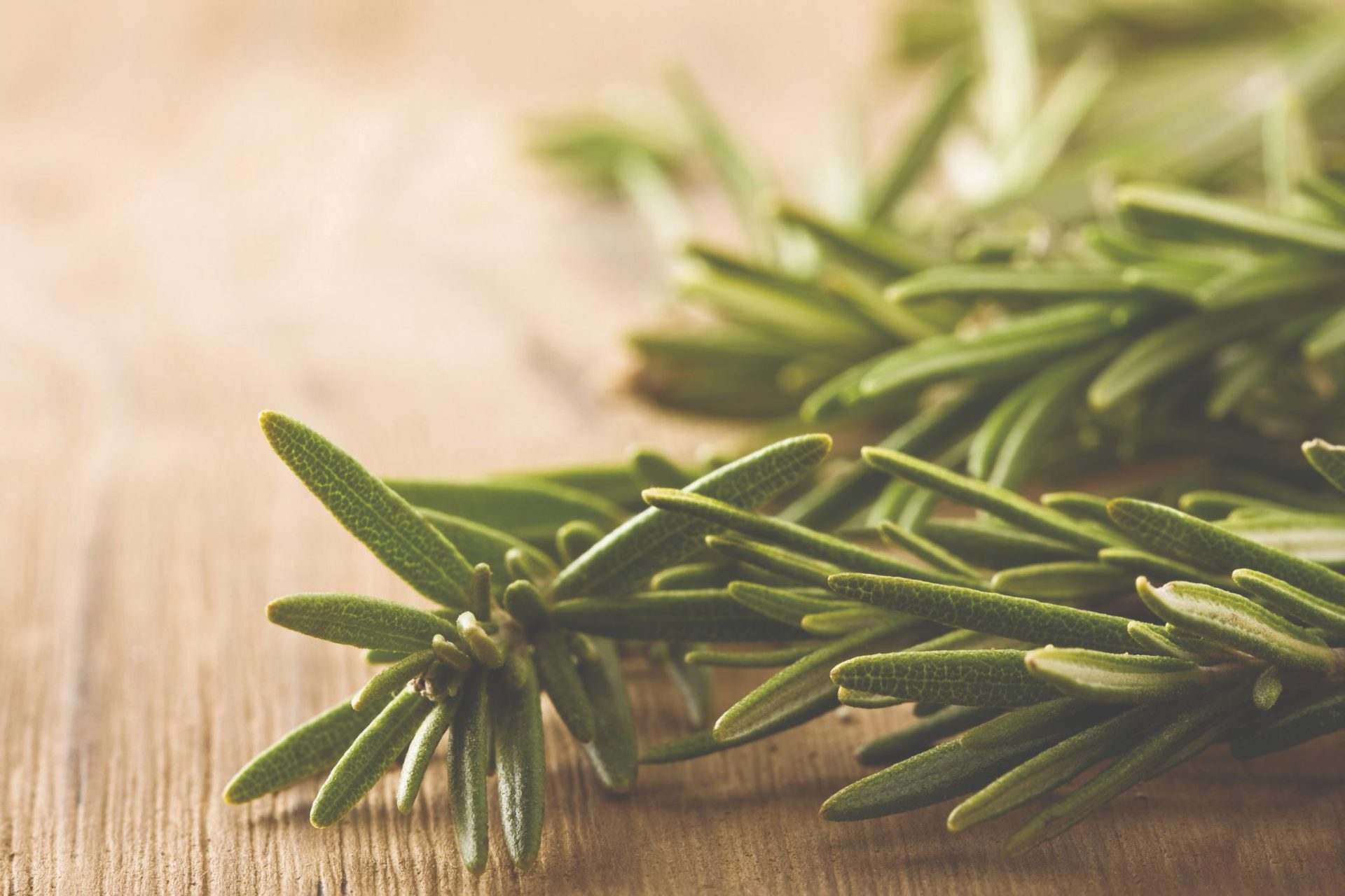 Kako uzgojiti ružmarin? - Gospodarski list