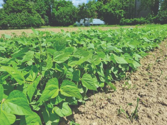 Kako planirati plodored u povrtnjaku? - Gospodarski list