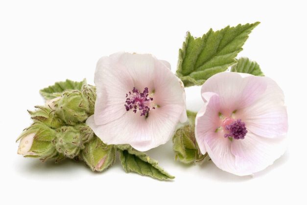 Lovor - saveznik protiv leukemije i karcinoma - Gospodarski list