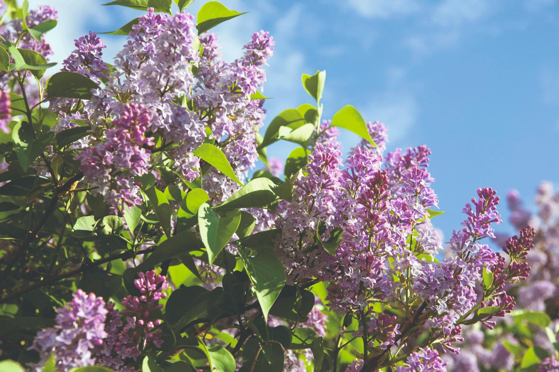 Kako tretirati jorgovan? - Gospodarski list