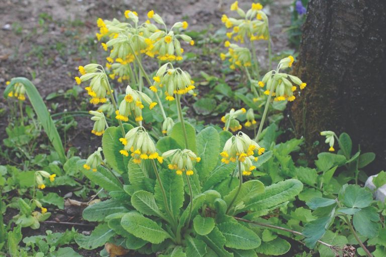 Vjesnik proljeća - ljekoviti jaglac - Gospodarski list