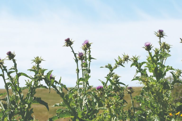 Tinktura od koprive protiv opadanja kose - Gospodarski list