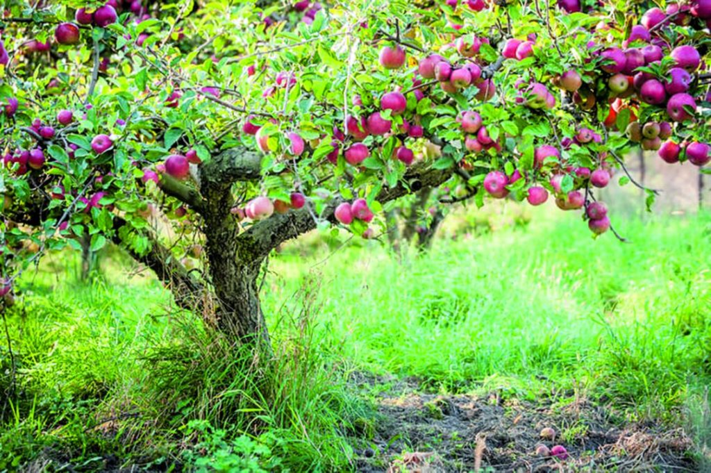 Kako organizirati ekstenzivni voćnjak? - Gospodarski list