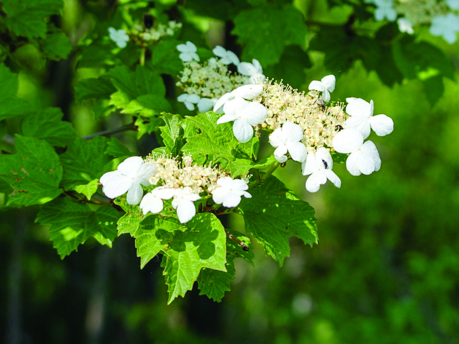 Koje biljke tjeraju ,,napasnikeʺ? - Gospodarski list