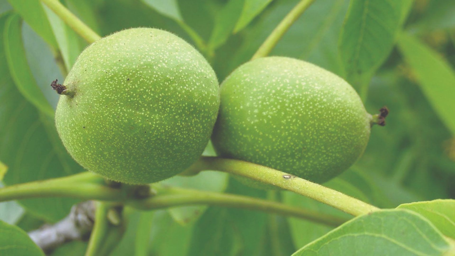 Orah Chandler naš je odabir i proširujemo nasad - Gospodarski list