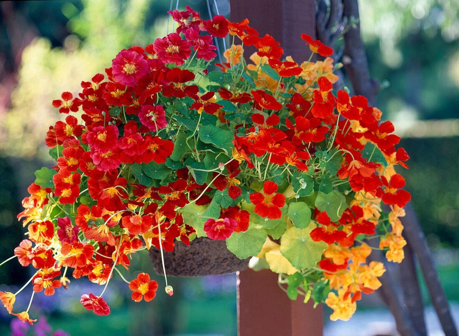 Koje biljke tjeraju ,,napasnikeʺ? - Gospodarski list