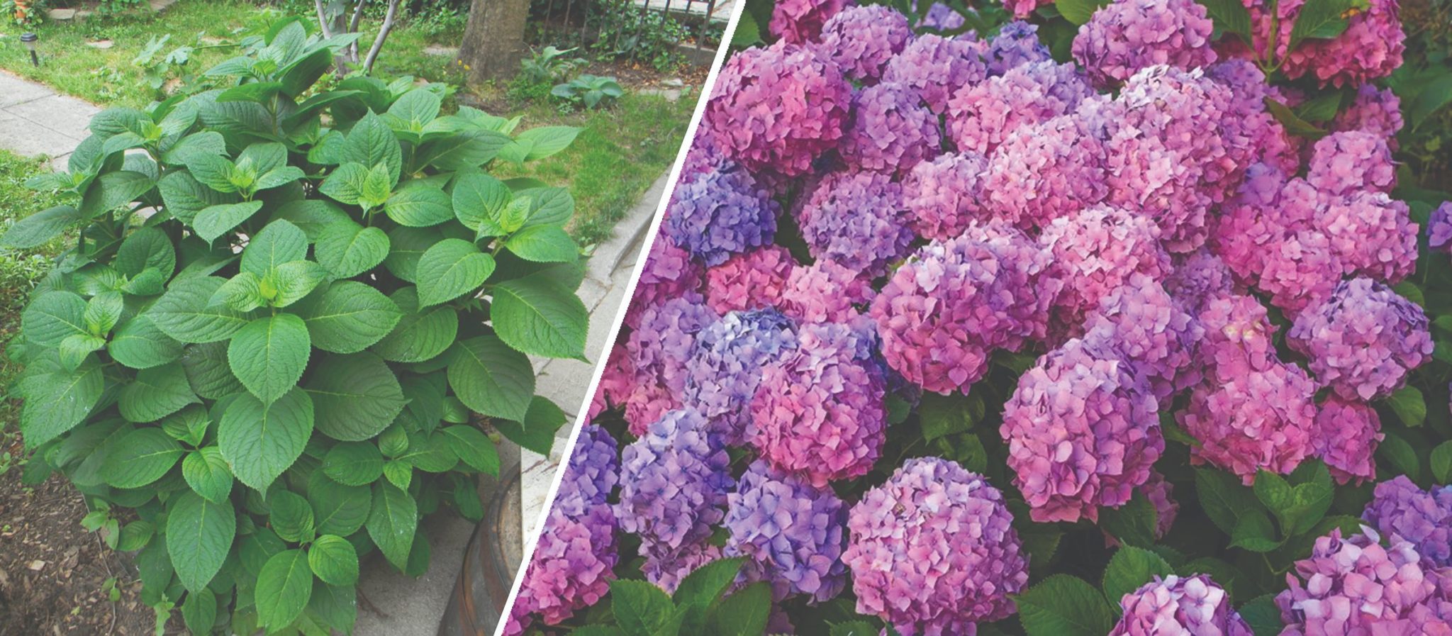 Bugenvilija – ukrasna penjačica dugotrajne cvatnje - Gospodarski list