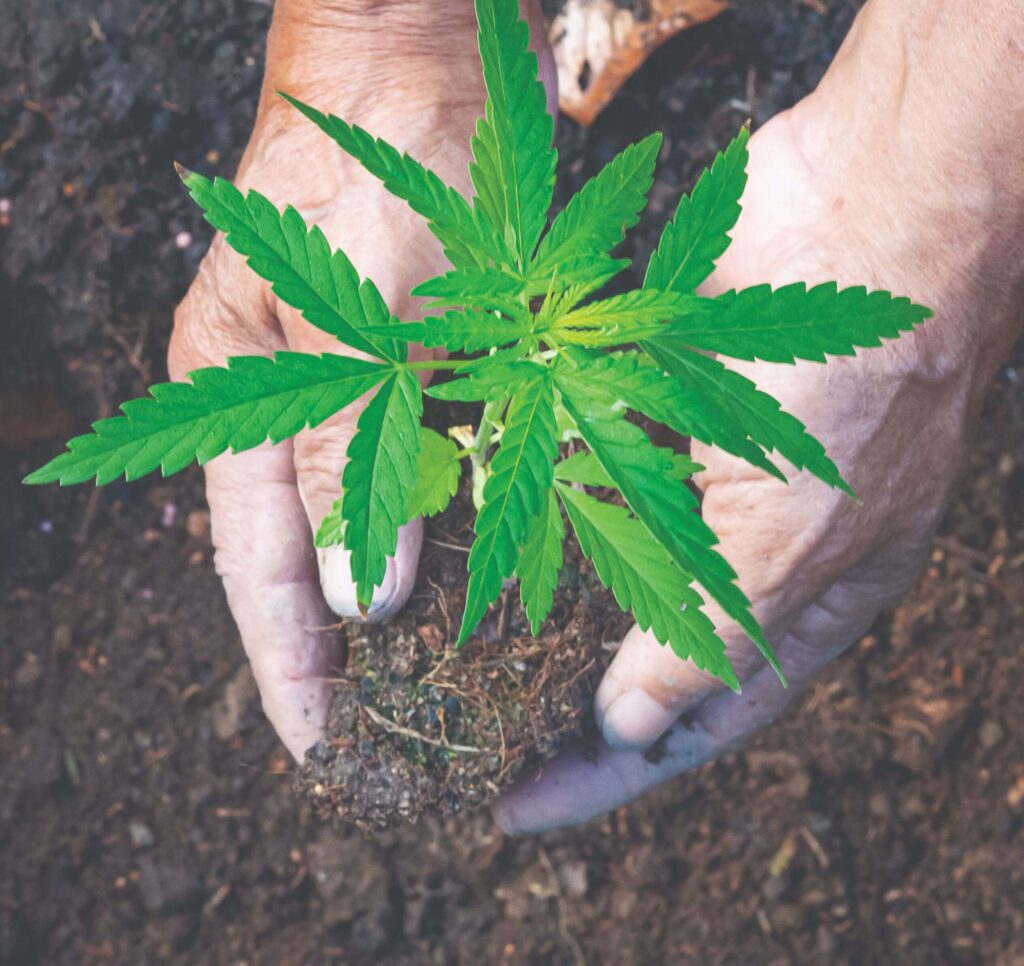 Konoplja na hrvatskim poljima - Gospodarski list