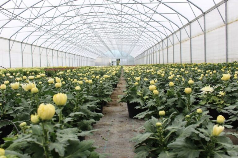 Koje biljke tjeraju ,,napasnikeʺ? - Gospodarski list