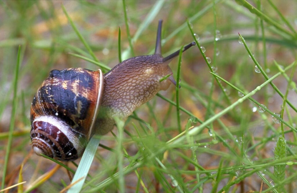 Puževi - biologija, ekologija i suzbijanje - Gospodarski list
