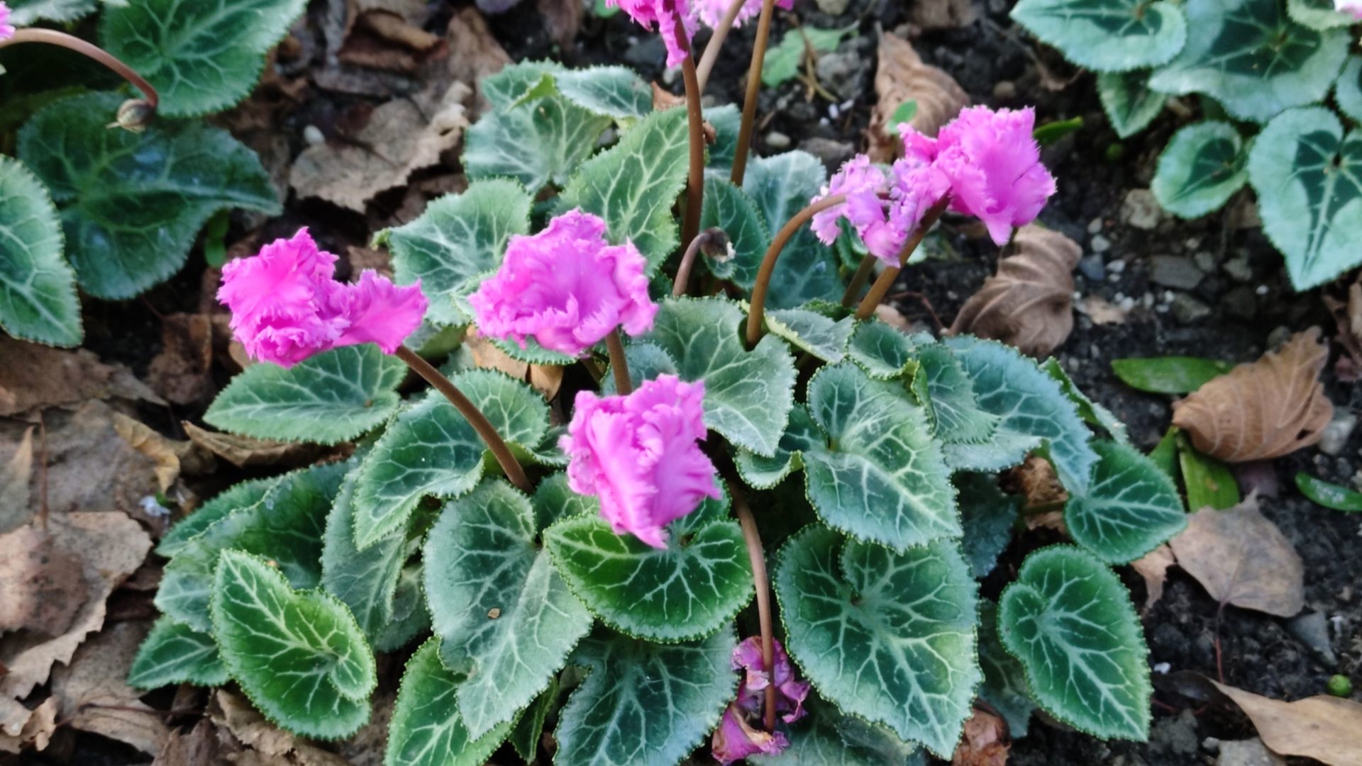 Bugenvilija – ukrasna penjačica dugotrajne cvatnje - Gospodarski list