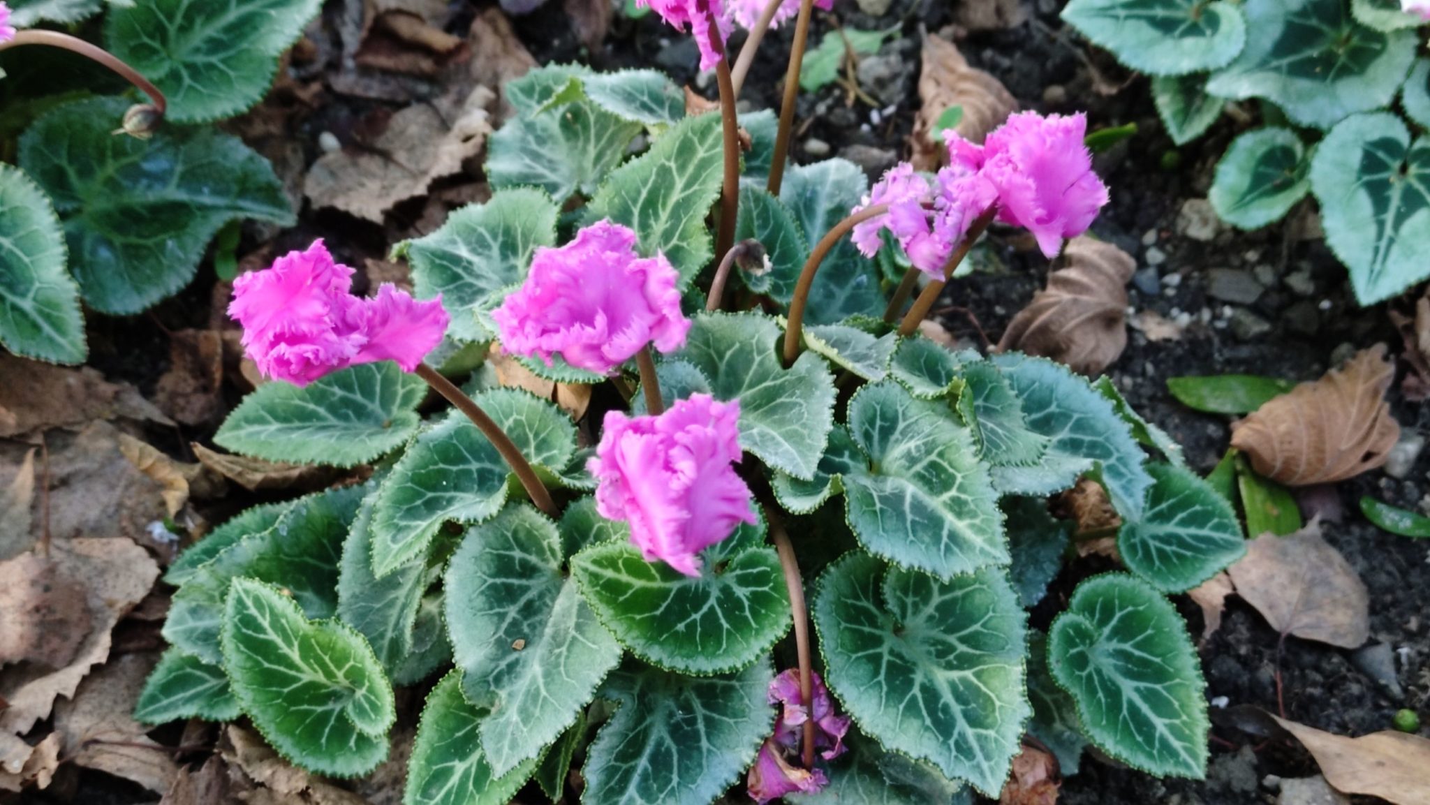 Bugenvilija – ukrasna penjačica dugotrajne cvatnje - Gospodarski list