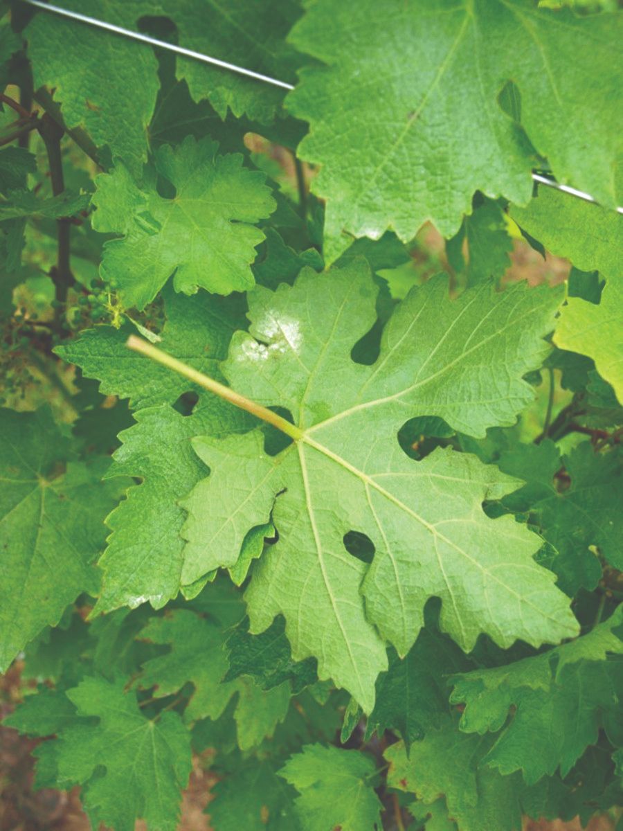 Plamenjača vinove loze - Gospodarski list