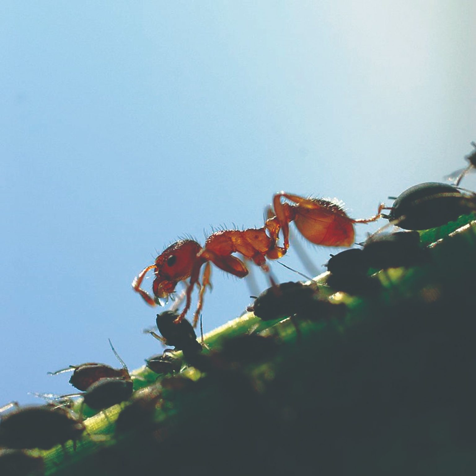 Mravi – korisni ili štetni? - Gospodarski list