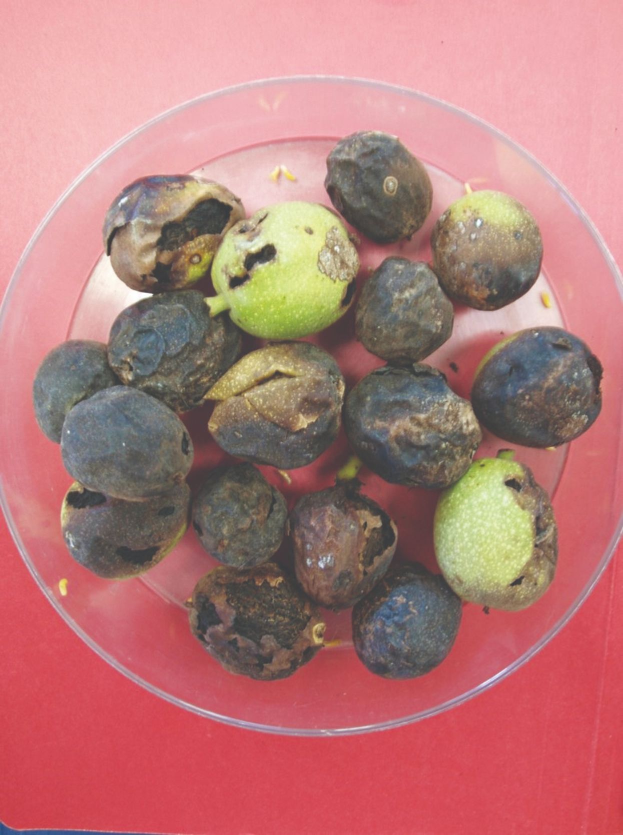 Orahova muha rano napala plodove - Gospodarski list