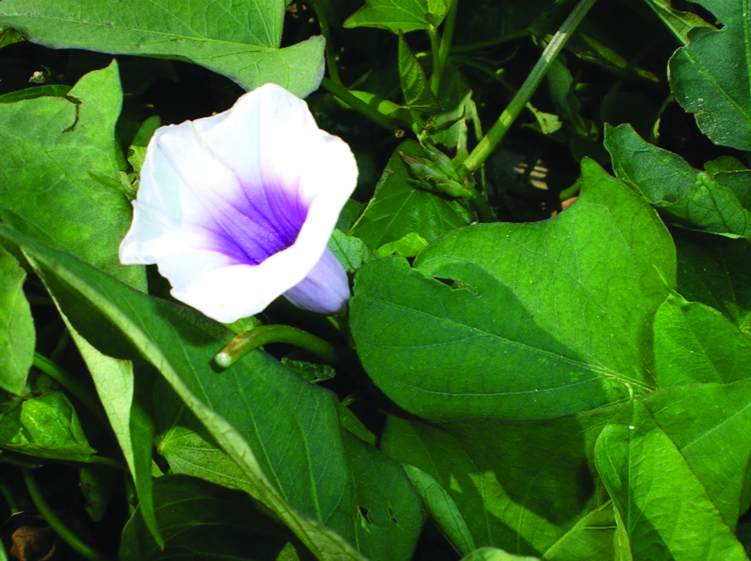 Znate li zašto je dobro uzgajati batat? - Gospodarski list