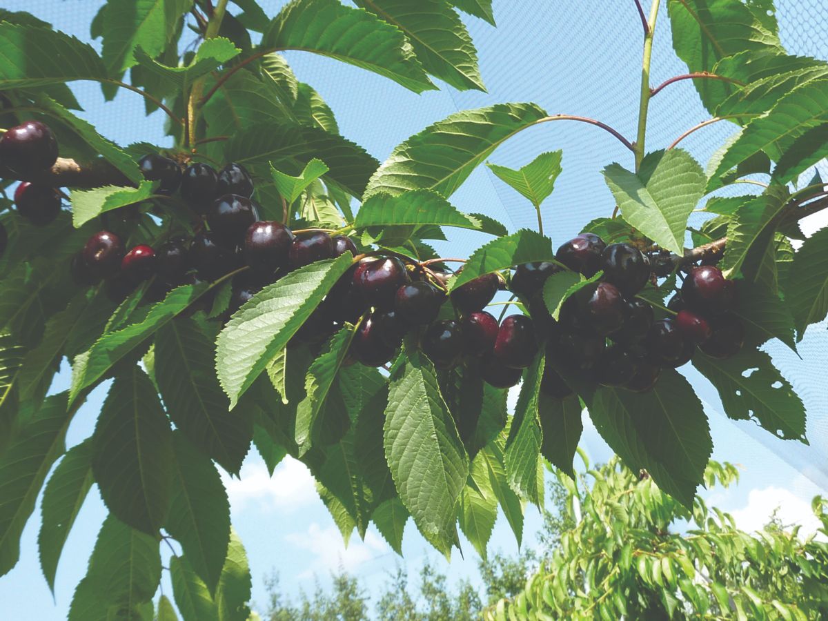 Koje trešnje dospijevaju najranije? - Gospodarski list