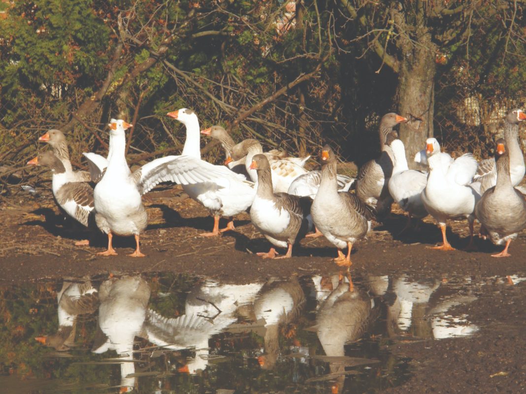 Uzgoj gusaka na malim gospodarstvima - Gospodarski list