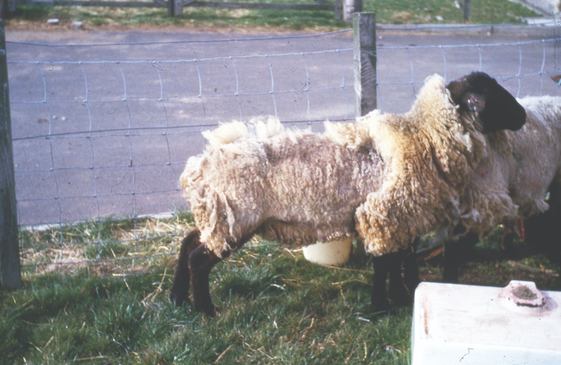 Grebež ovaca i kako je spriječiti? - Gospodarski list