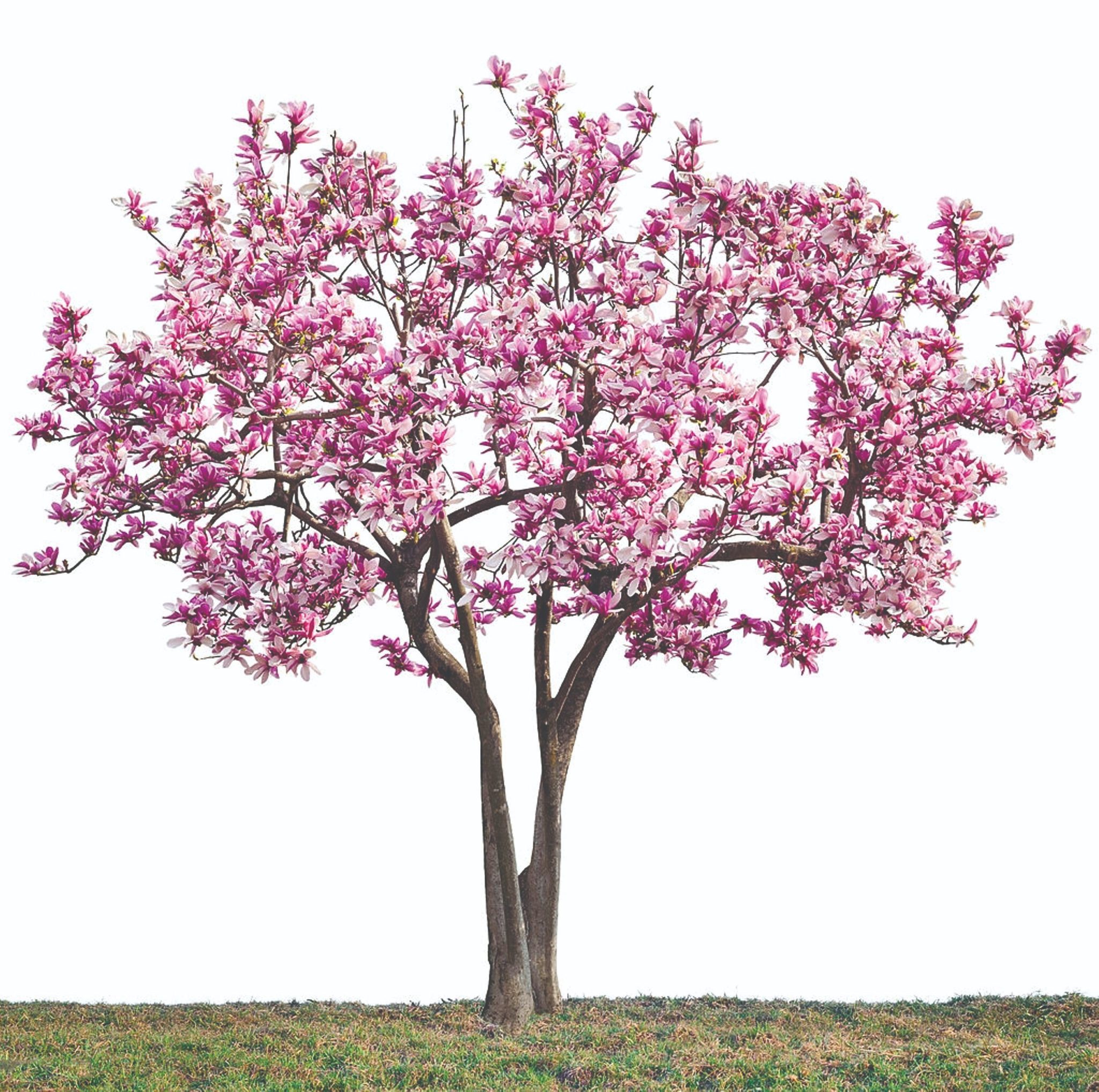 Bugenvilija – ukrasna penjačica dugotrajne cvatnje - Gospodarski list