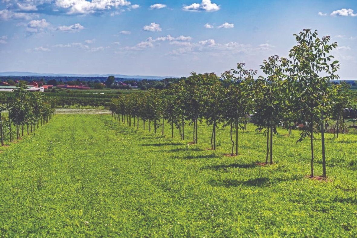 Imamo uzgoj, ali ne i proizvodnju oraha u Hrvatskoj - Gospodarski list