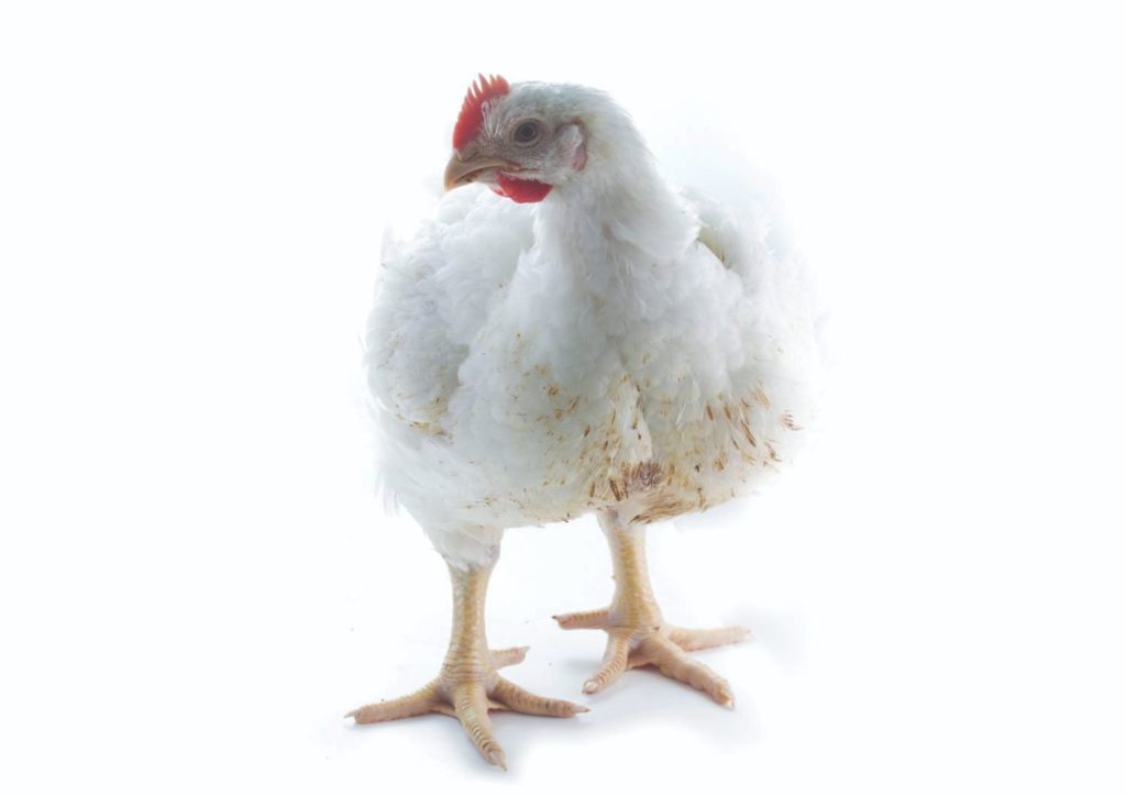 Linijski hibridi pilića za proizvodnju mesa - Gospodarski list