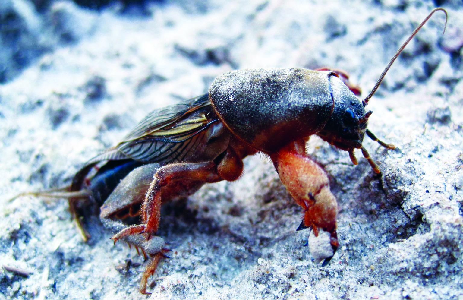 Kako spriječiti štete od krtica, miševa i rovaca? - Gospodarski list