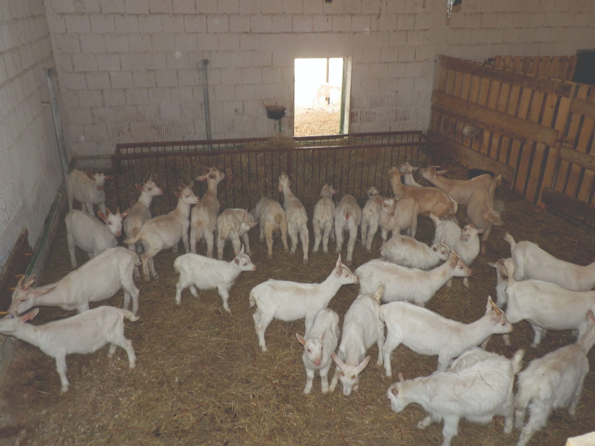 Preventivne mjere kod bolesti janjadi i jaradi - Gospodarski list