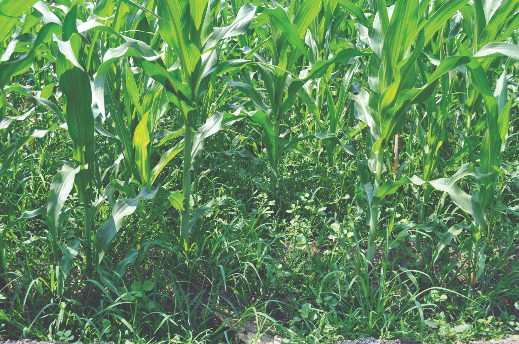 Učinkovito suzbijanje korova u kukuruzu - Gospodarski list