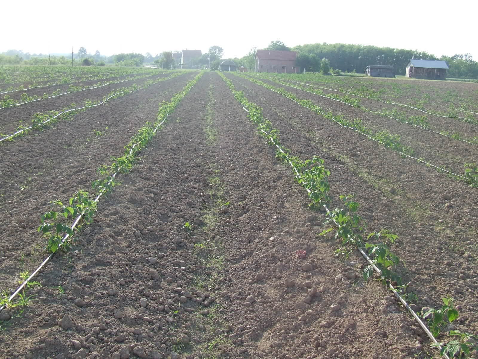 Perspektivan ekološki uzgoj maline - Gospodarski list