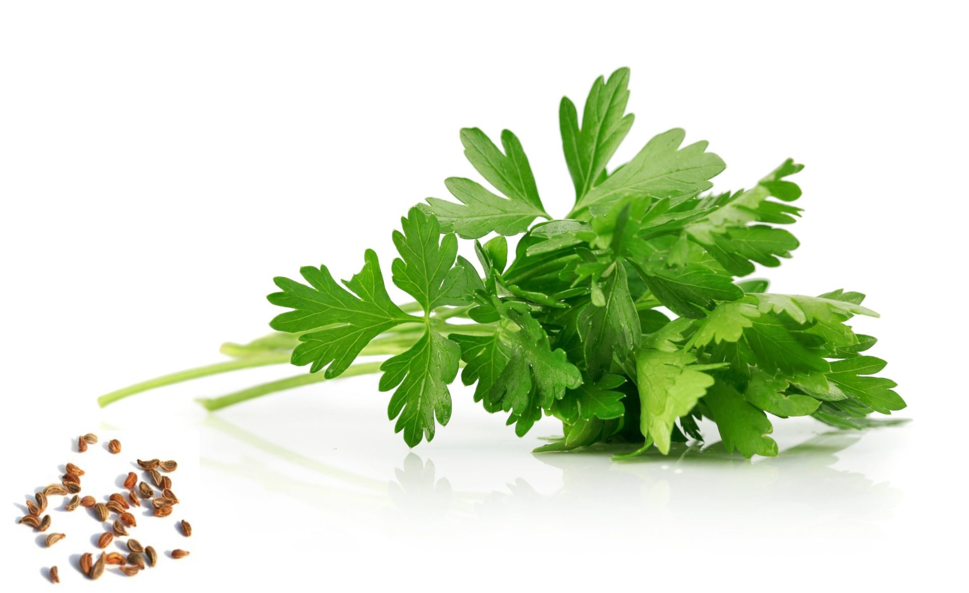 Peršin listaš ili peršin korjenaš – izbor je vaš! - Gospodarski list